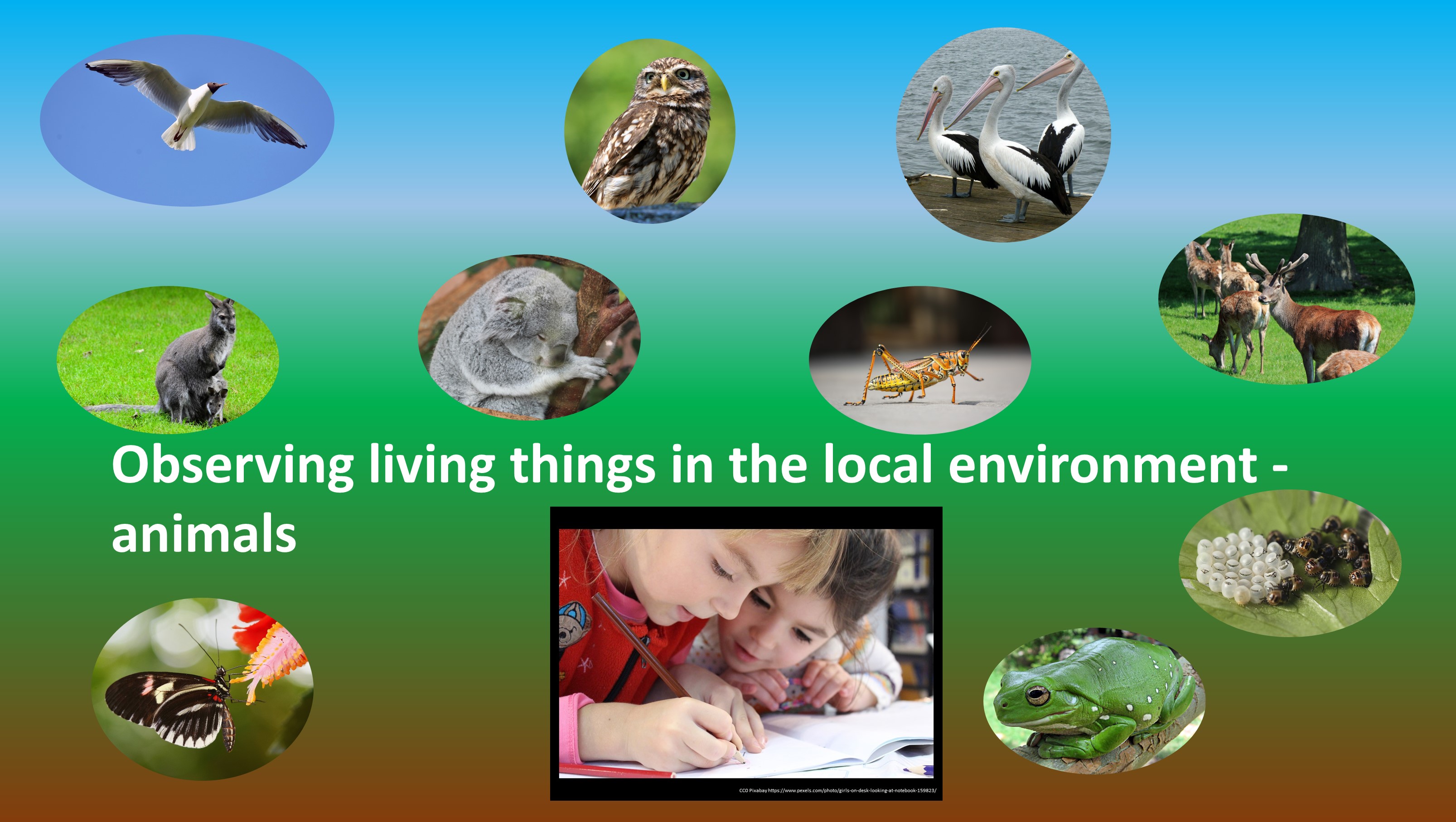 readilearn: Observing living things in the local environment – animals ...