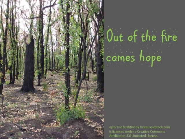 Bush Fire Quotes Resource: Black Friday Bushfires In Victoria