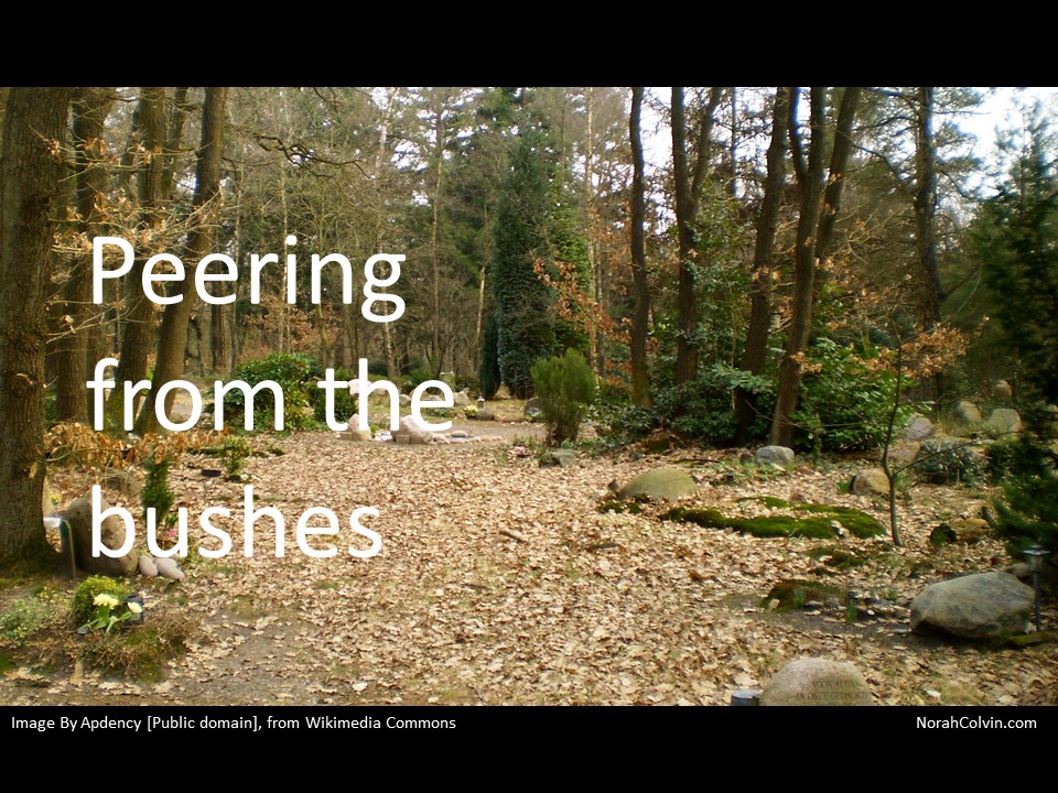 Peering from the bushes – Norah Colvin