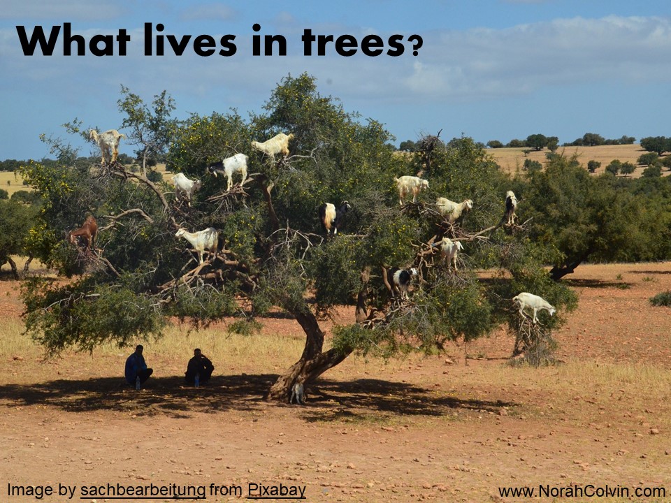 What lives in trees? – Norah Colvin