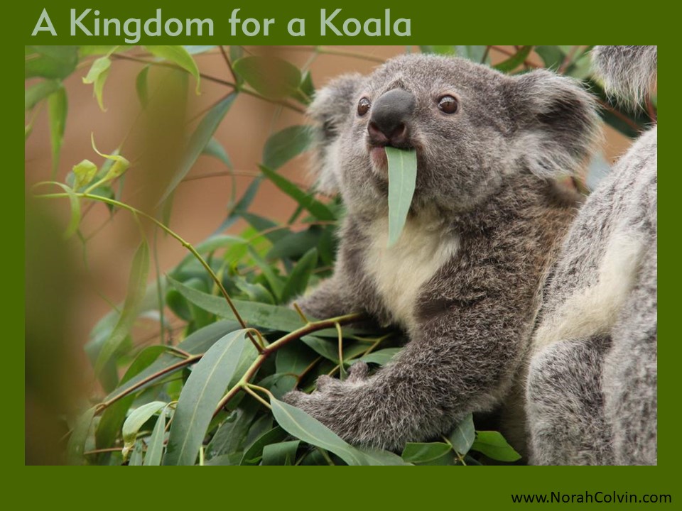 A Kingdom for a Koala – Norah Colvin