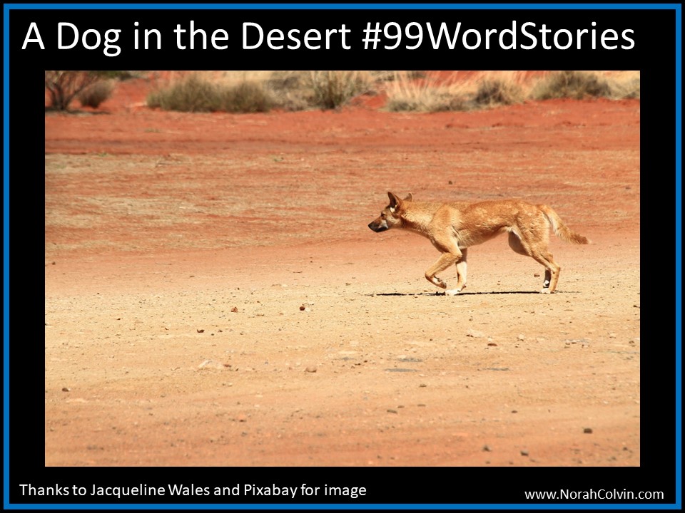 A Dog in the Desert #99WordStories – Norah Colvin